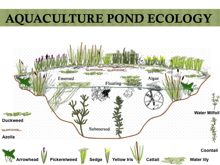 Aquatic Plant Ecology - Permaculture Design Course Handbook