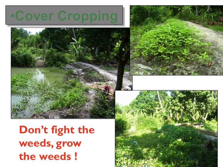 Soil Building Techniques Part 4 - Permaculture Design Course Handbook