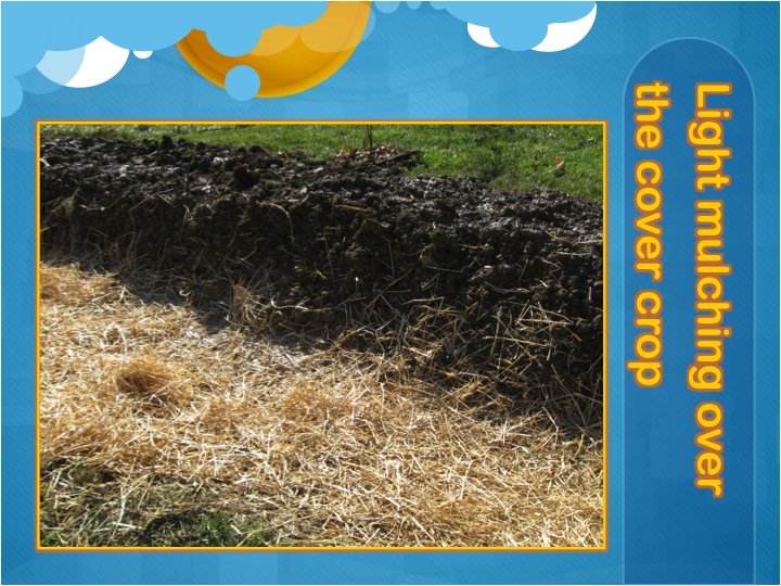 Cover Cropping - Permaculture Design Course Handbook