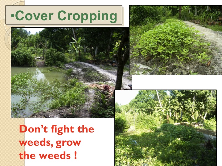 Cover Cropping - Permaculture Design Course Handbook