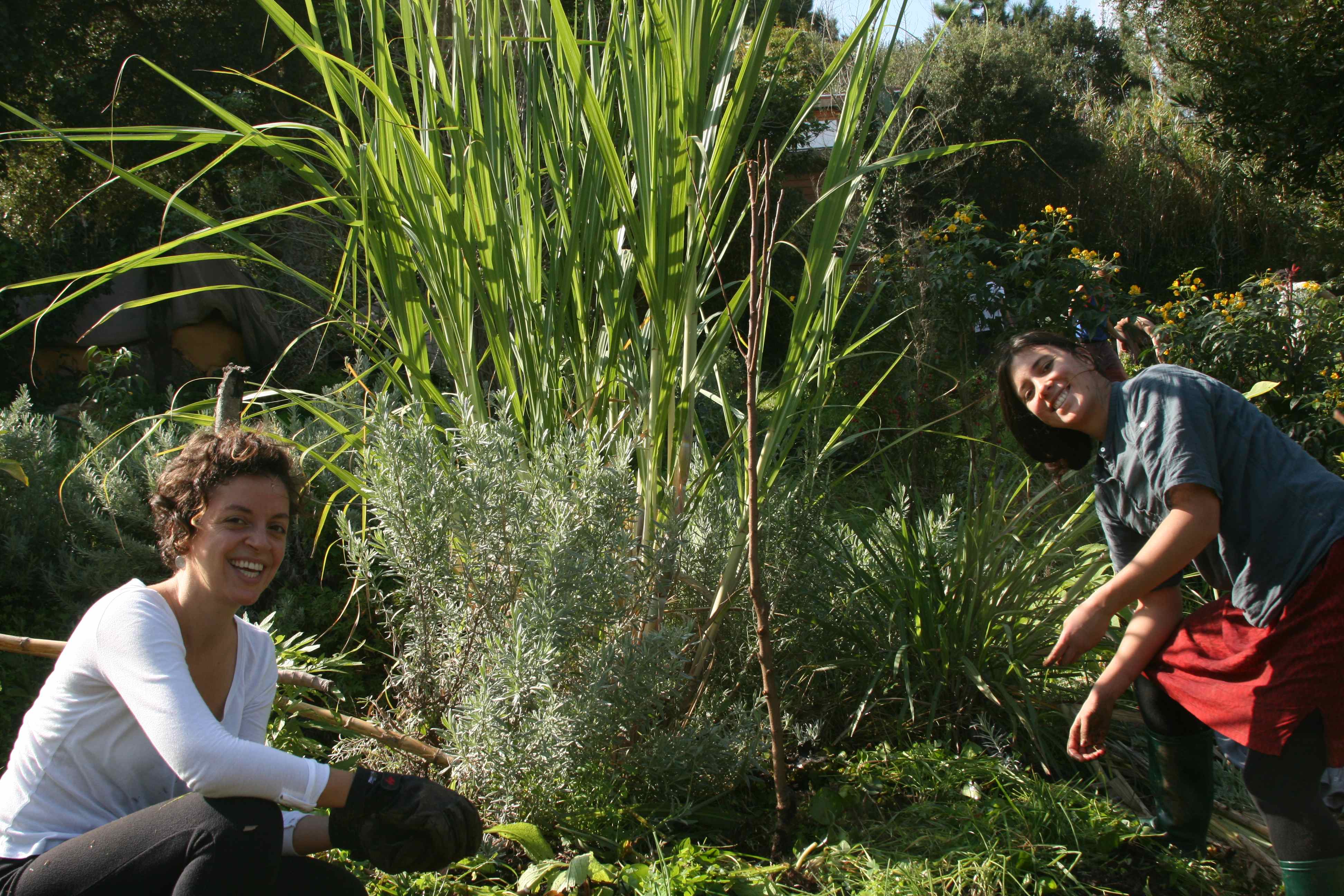 A How-To on Tree Planting: Before, During, and After - Permaculture ...