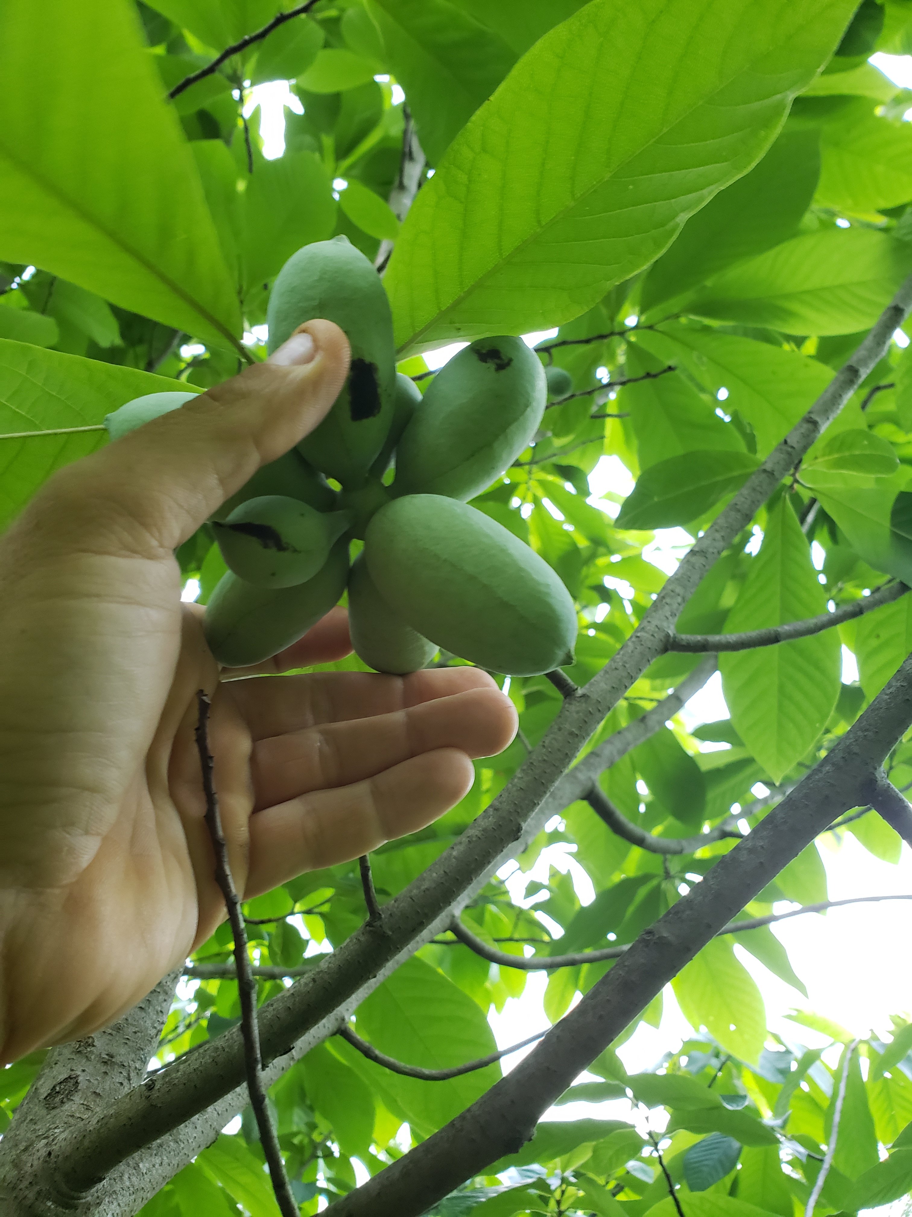 TreeYo Project Update: Tiny Steps to Something Big - Permaculture ...